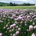 Allium Chivette - GardenChoice™
