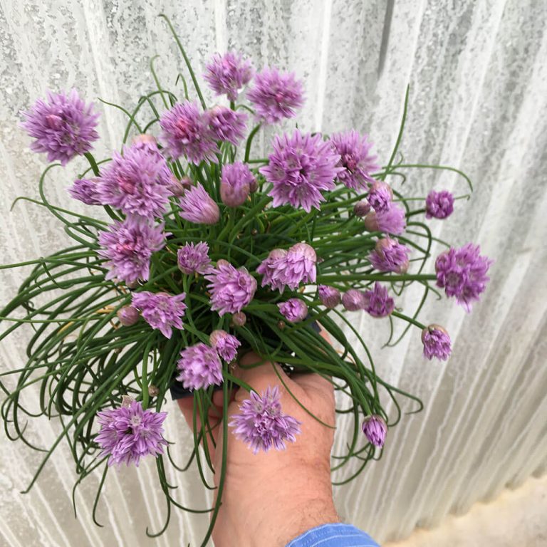 Allium Chivette - GardenChoice™