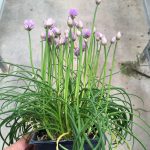 Allium Chivette - GardenChoice™