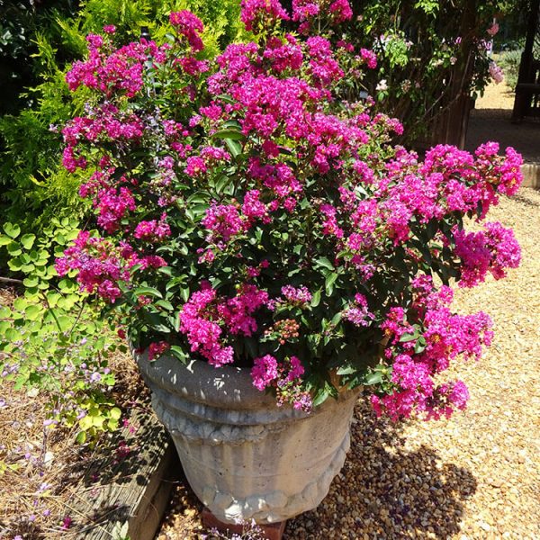 Lagerstroemia GreatMyrtle™ - GardenChoice™