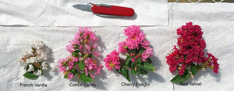 Lagerstroemia GreatMyrtle™ - GardenChoice™