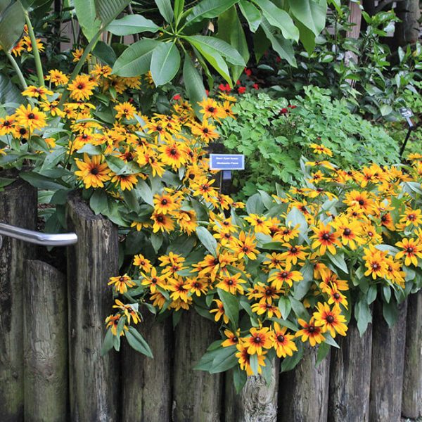 Rudbeckia MiniBeckia™ Flame - GardenChoice™