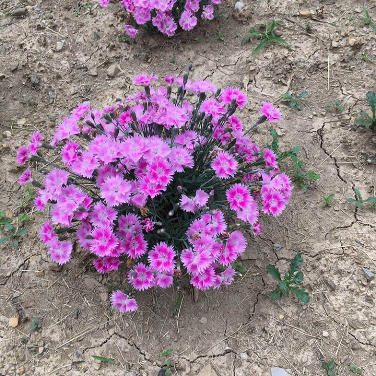 Dianthus EverBloom™ - GardenChoice™