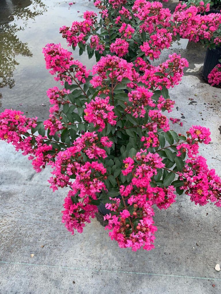 Lagerstroemia GreatMyrtle™ - GardenChoice™