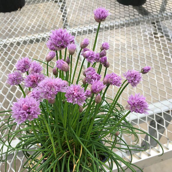 Allium Chivette - GardenChoice™