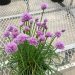 Allium Chivette - GardenChoice™