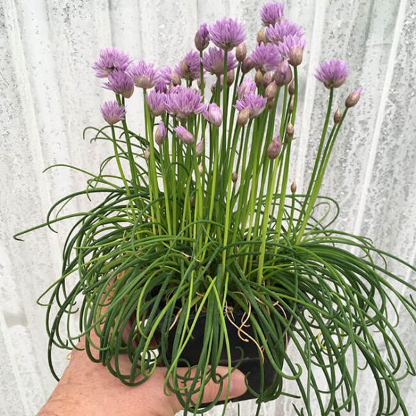 Allium Chivette - GardenChoice™