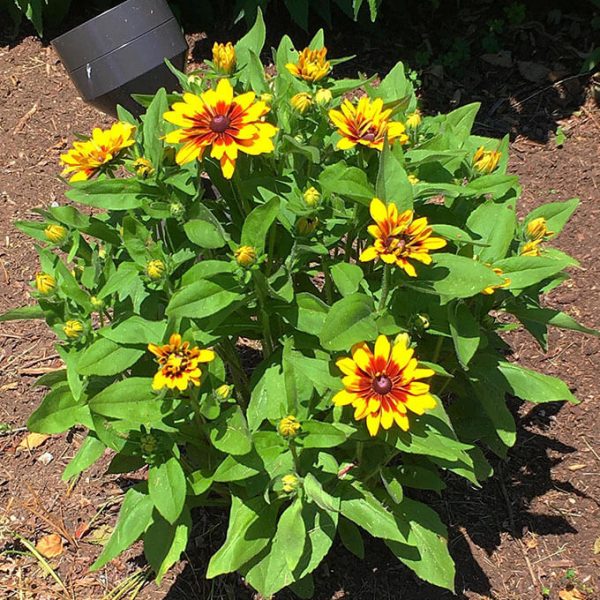 Rudbeckia MiniBeckia™ Flame - GardenChoice™