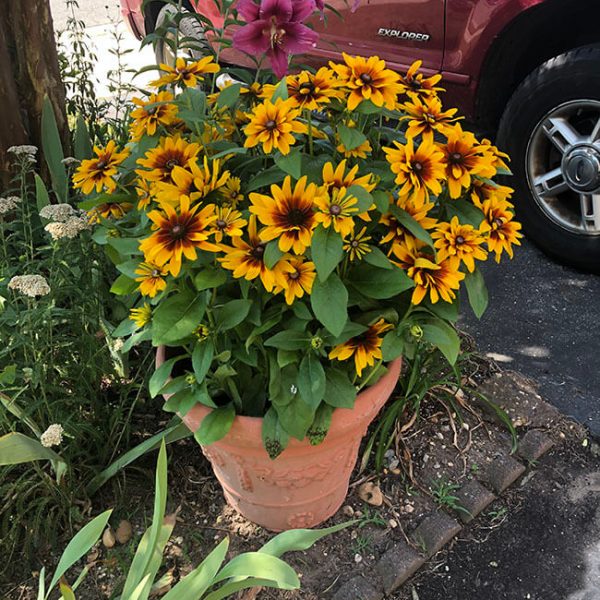 Rudbeckia MiniBeckia™ Flame - GardenChoice™