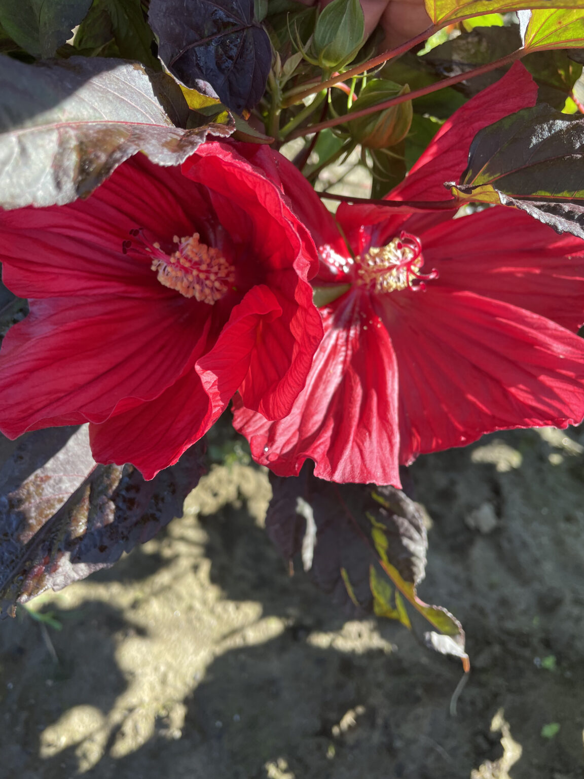 Hibiscus Moonshadow™ - GardenChoice™