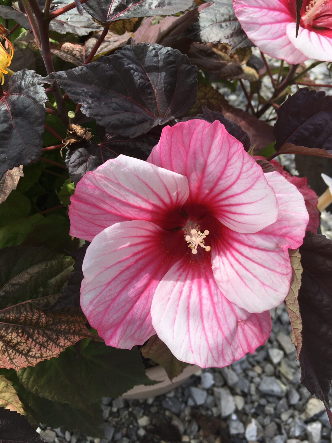 Hibiscus Moonshadow™ - GardenChoice™