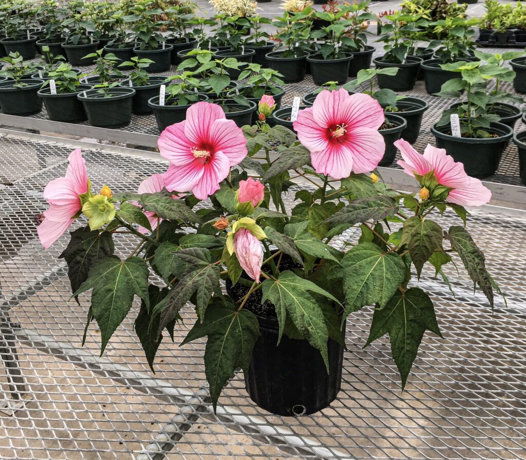 Hibiscus Moonshadow™ - GardenChoice™