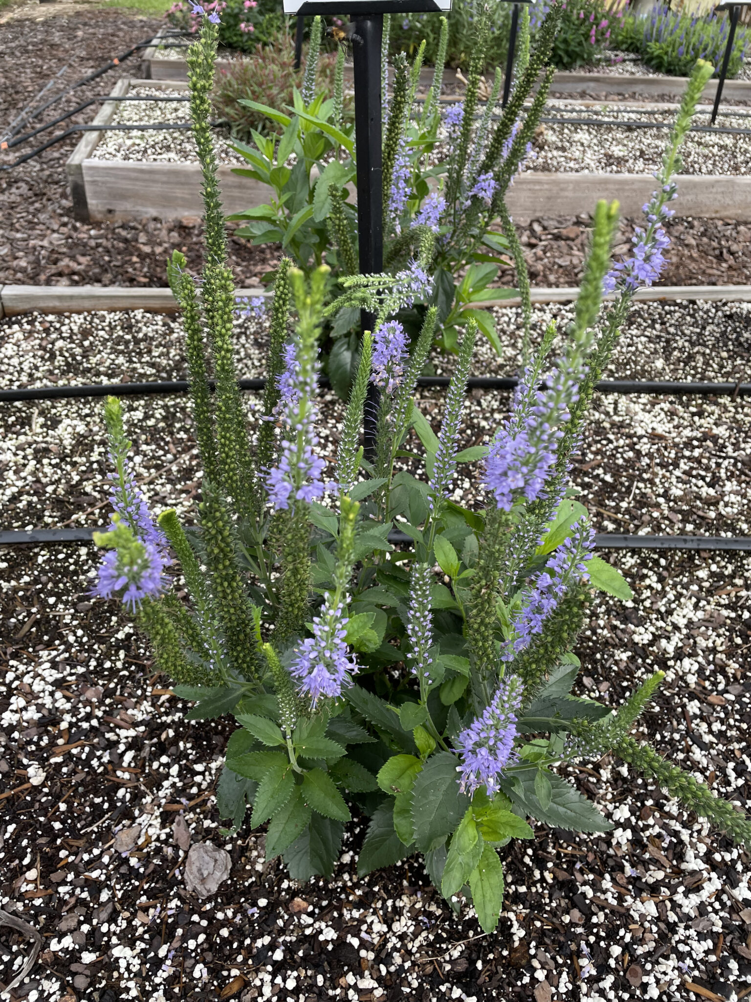 Veronica SeaSide™ - GardenChoice™