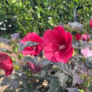 Our Plants - GardenChoice™