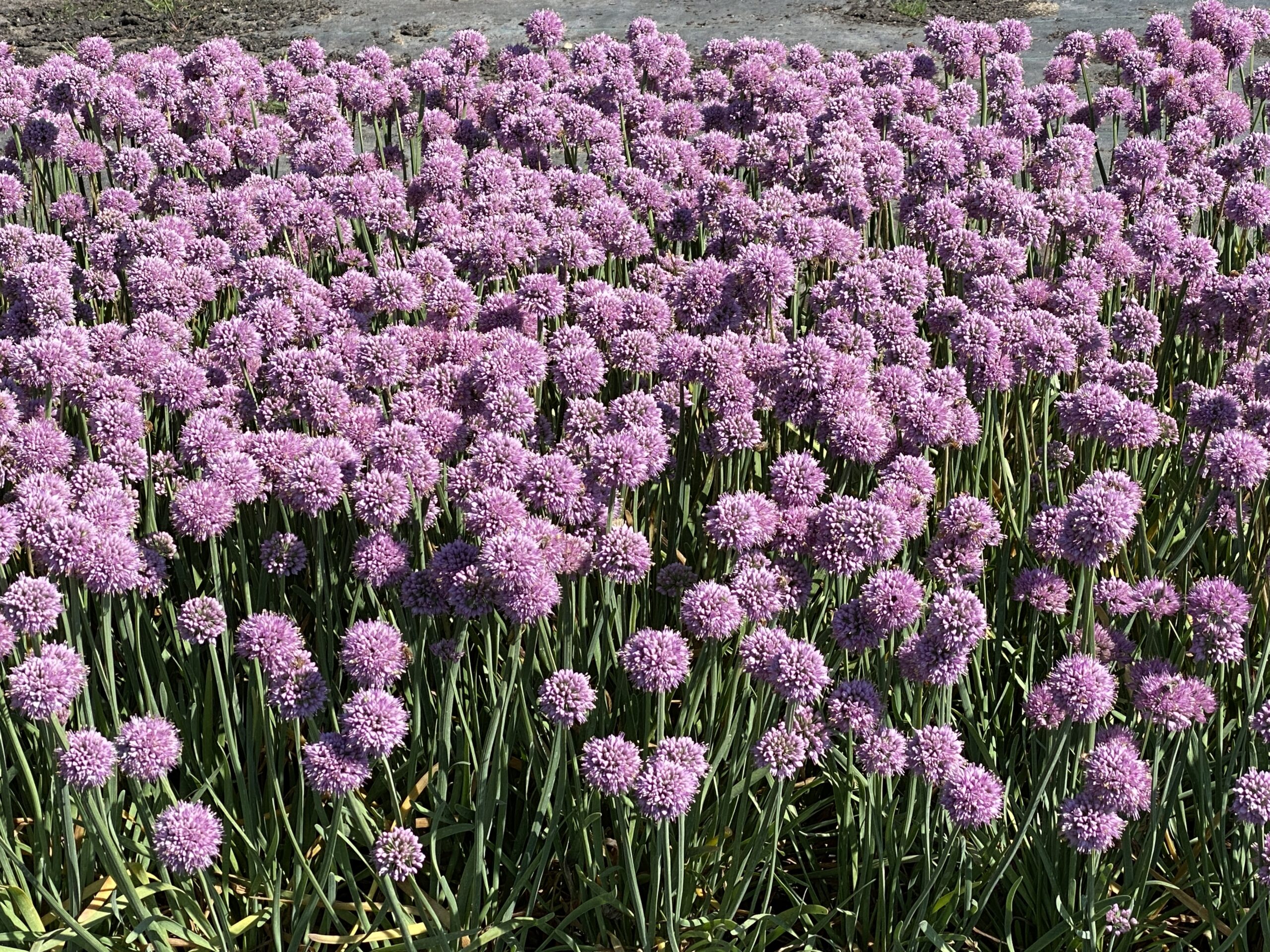Allium NewMoon - GardenChoice™